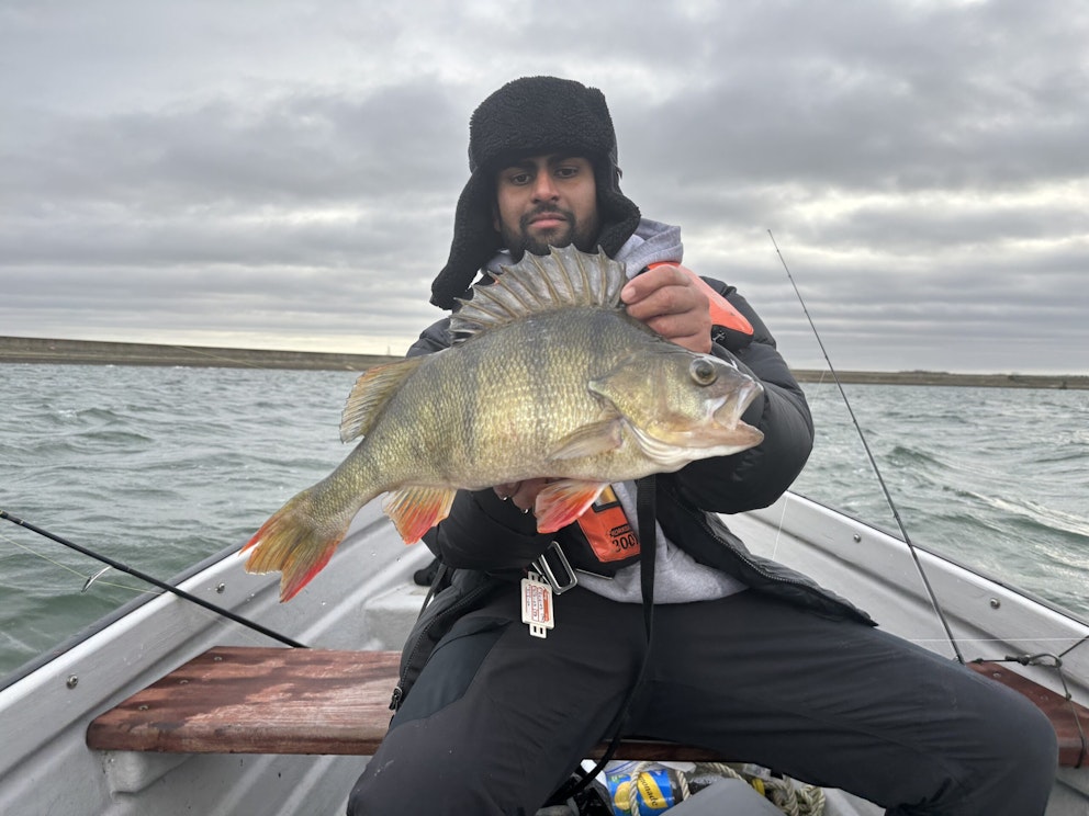 ‘Football-sized’ perch landed on first Grafham fishing trip | Angling Times