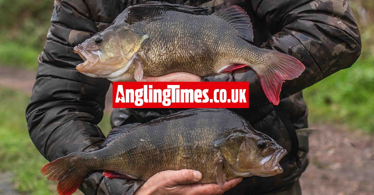 Mega brace of perch on ‘impromptu’ canal fishing session for Nash ...