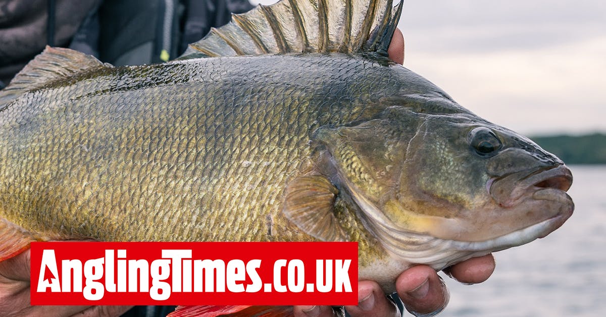 Angler lands three possible bests after forgetting his scales | Angling ...
