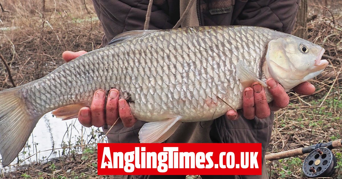 ‘Chub of a lifetime’ landed on Loddon barbel fishing session | Angling ...