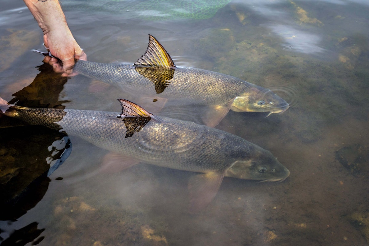 Biggest barbel-only fishing match in UK history with £2,500 for the ...