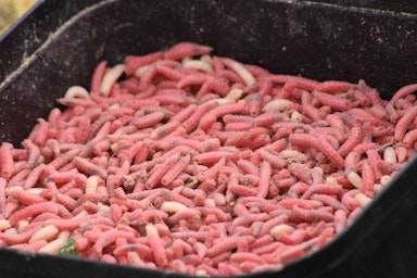 How to fish commercials in the winter | Angling Times