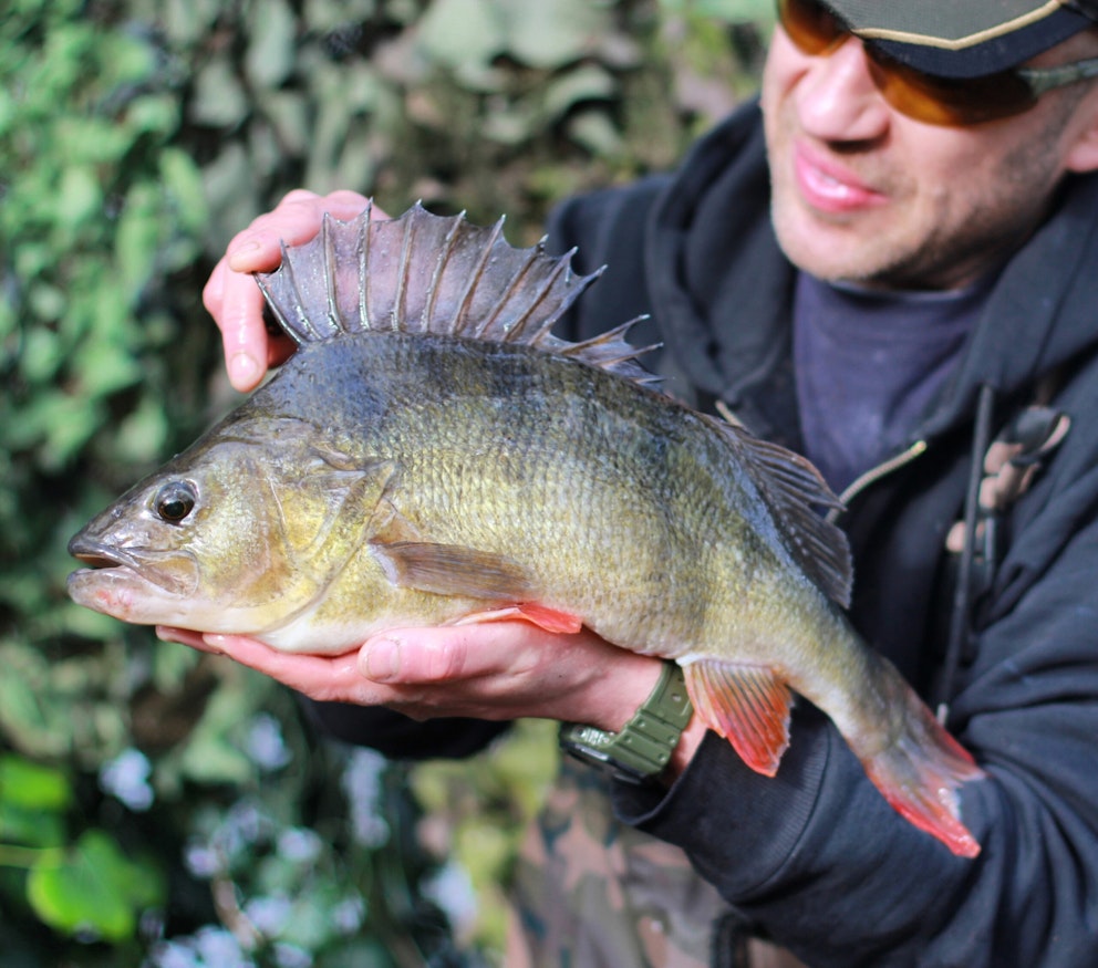 Float-fished bait scores large Thames perch | Angling Times