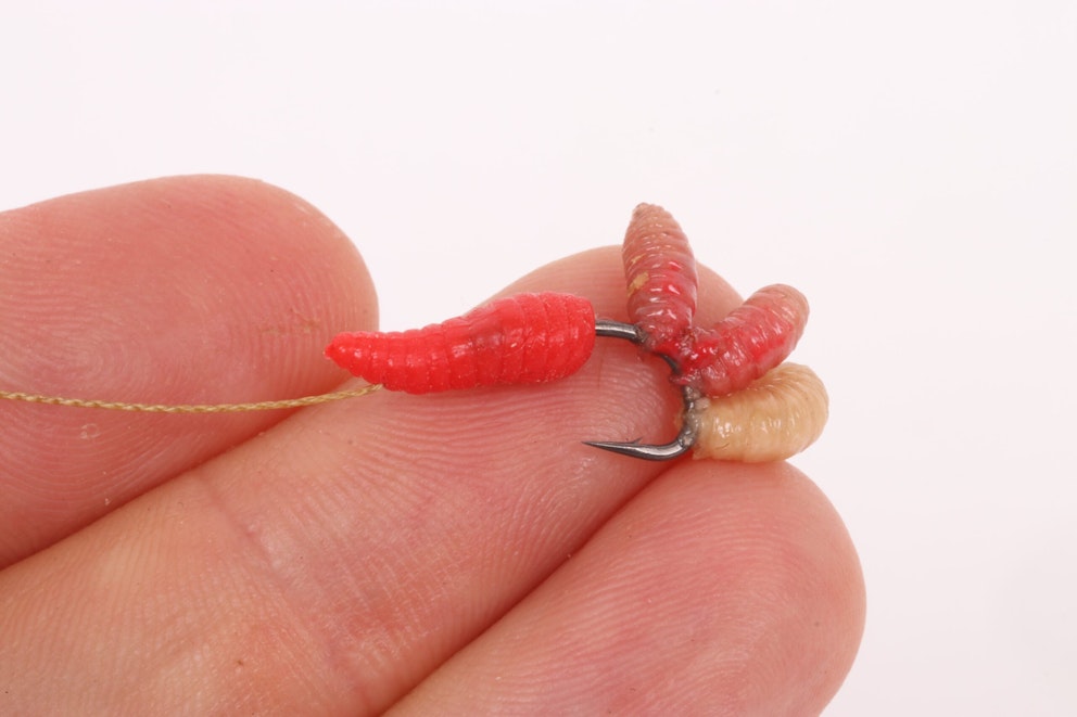 12 Tips To Master Big Carp Fishing With Maggots | Angling Times