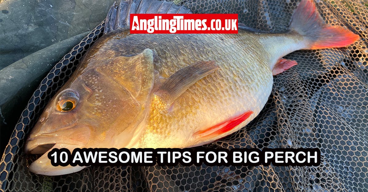 10 of the best tips for catching big perch
