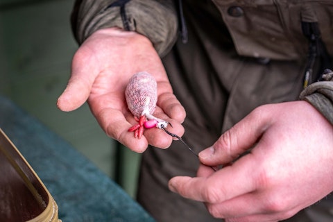 12 Tips To Master Big Carp Fishing With Maggots | Angling Times