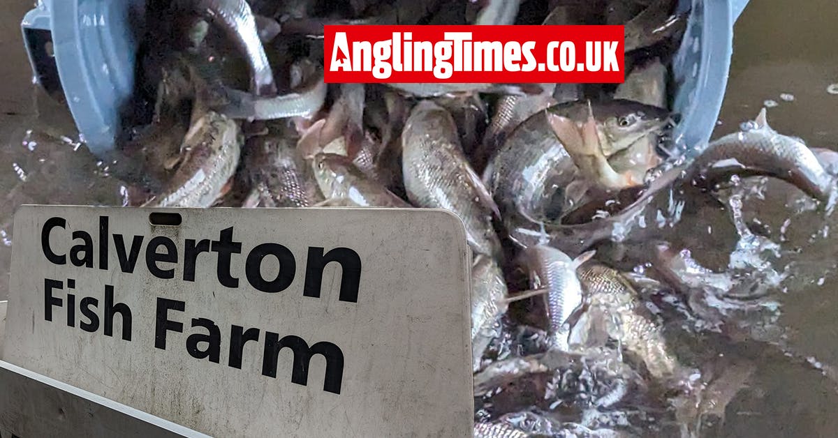 Soar receives bumper fish stocking with thousands of chub and barbel ...