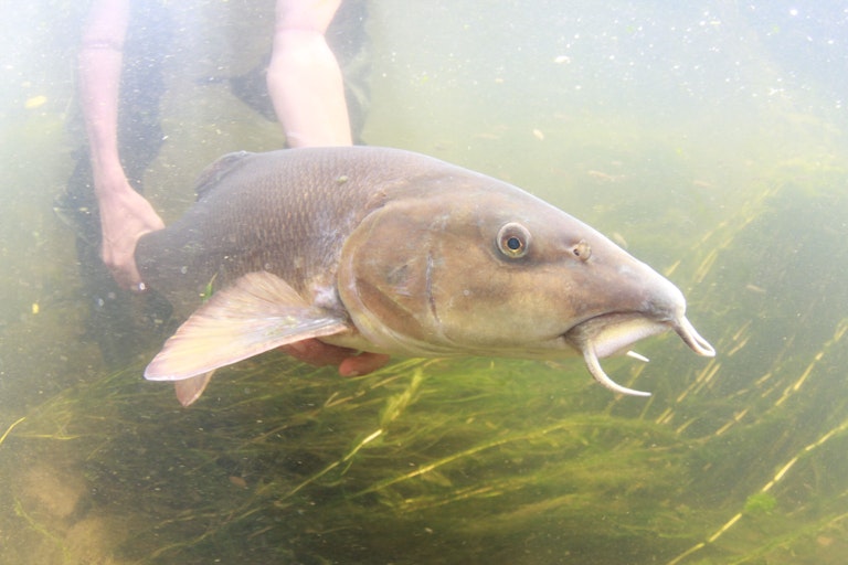 Beginner’s guide: Starting barbel fishing tackle & river tips