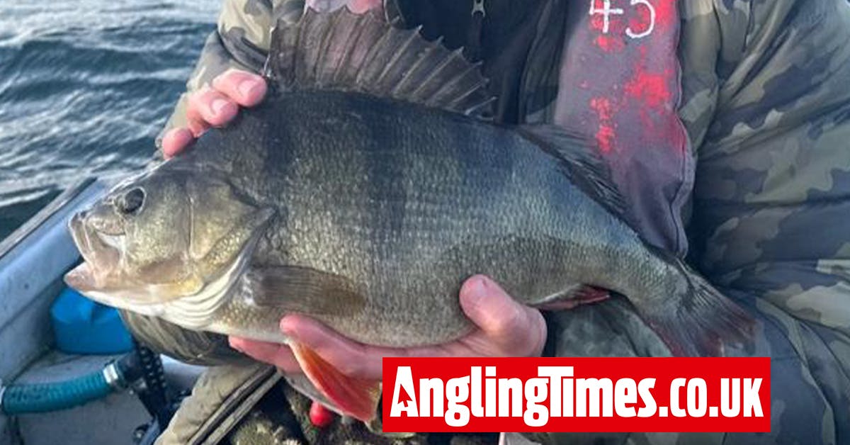 Huge reservoir perch could be ‘best angling moment’ for captor ...