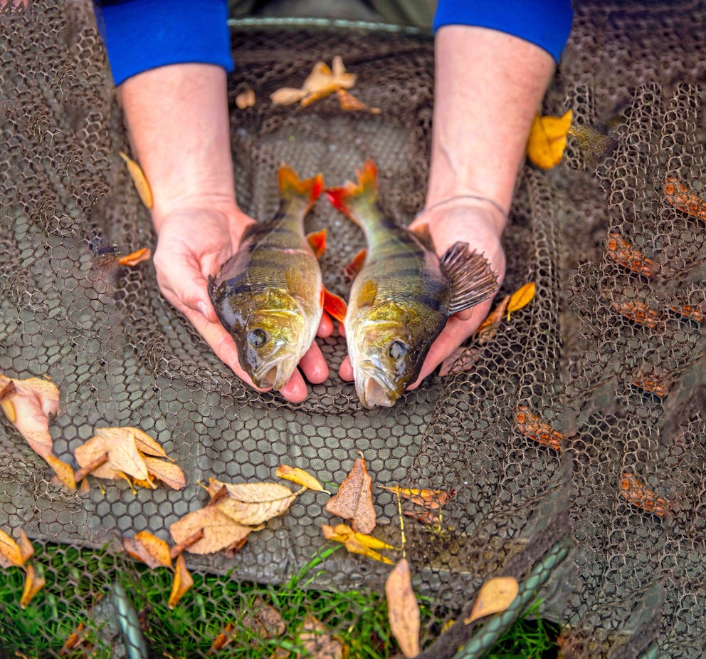 10 Fantastic Tips For Dropshotting | Angling Times