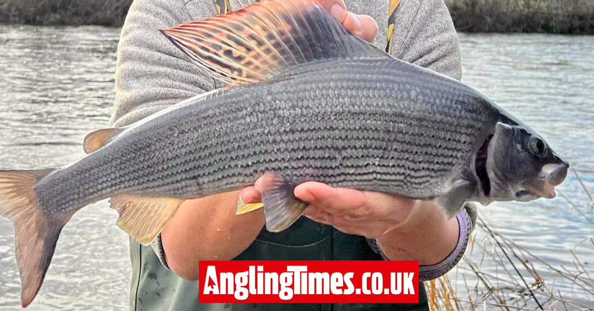 Epic journey for birthday PB grayling | Angling Times