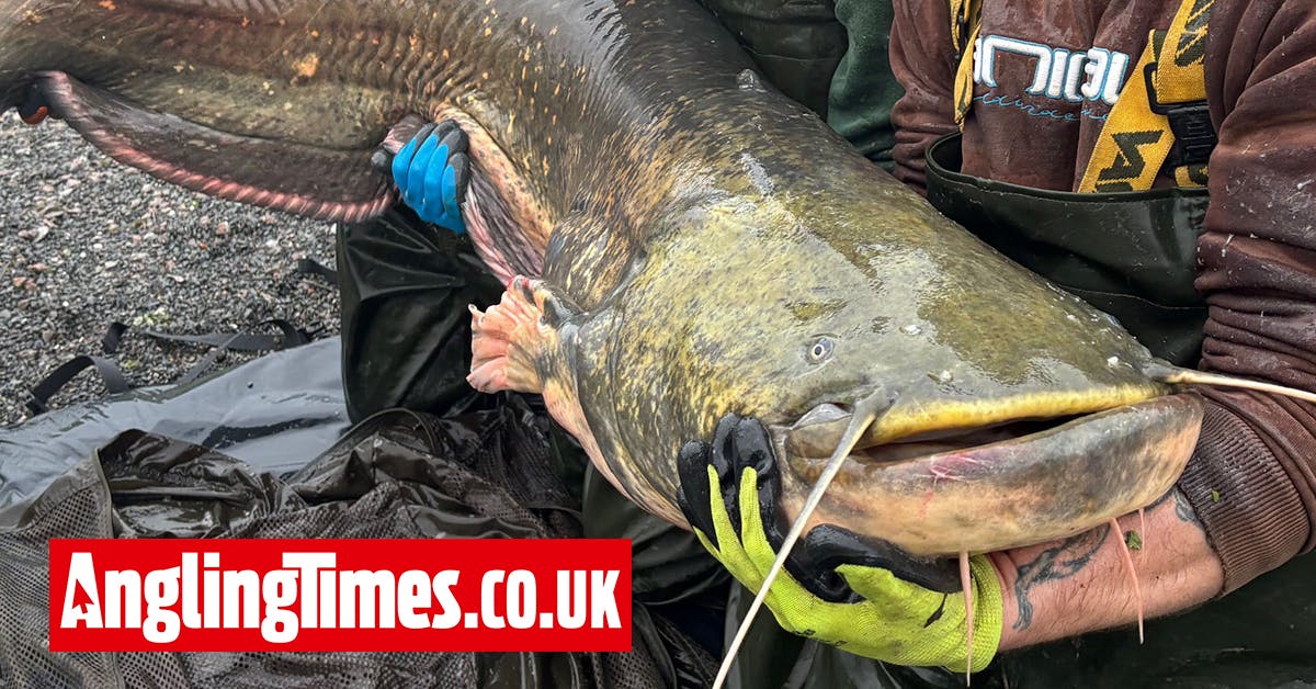 Enormous ‘Beast’ catfish netted and moved after terrorising southern ...