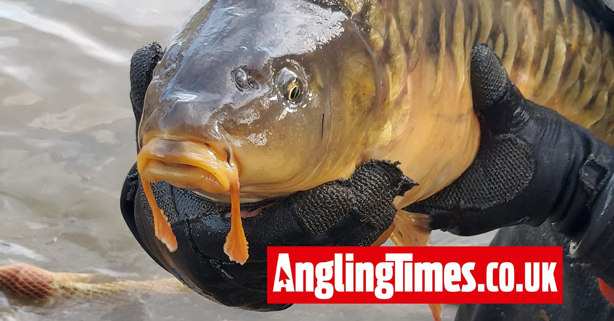Rare carp with ‘feathers’ is truly one of a kind | Angling Times