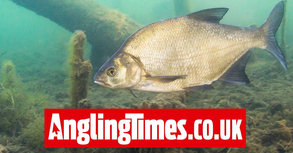 110lb catch of bream smashes record on Somerset river | Angling Times