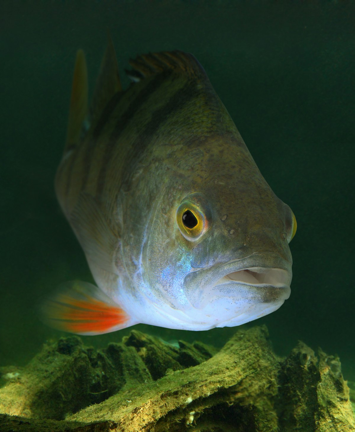 10 Essential Tips For Specimen Perch Fishing | Angling Times