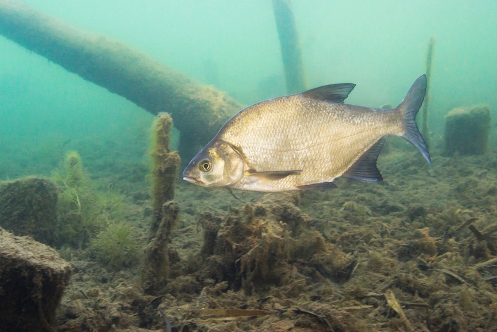 110lb catch of bream smashes record on Somerset river | Angling Times