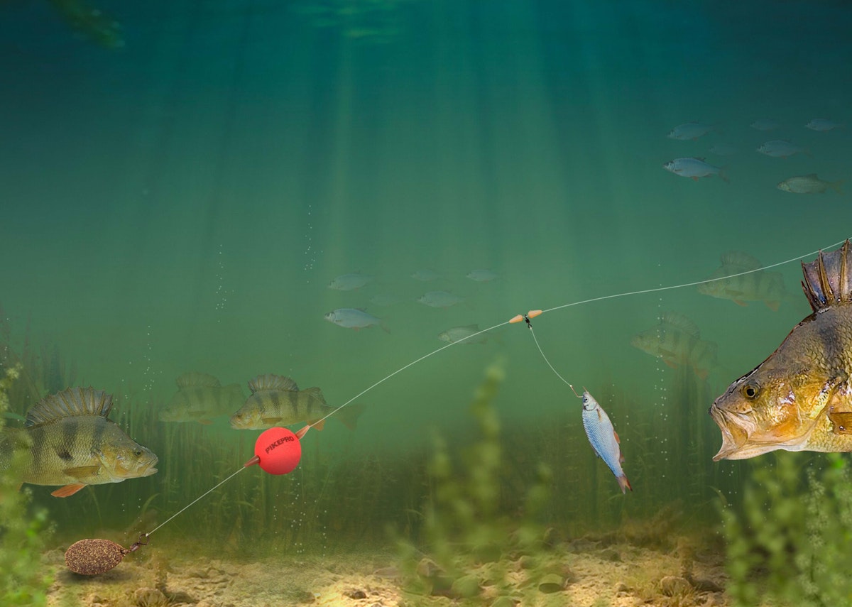How to tie a sunk float paternoster rig for specimen perch fishing ...