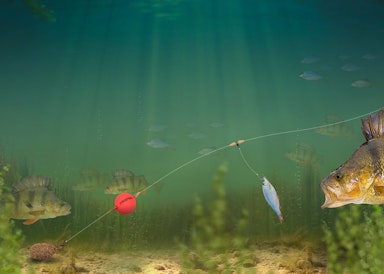 How to tie a sunk float paternoster rig for specimen perch fishing ...