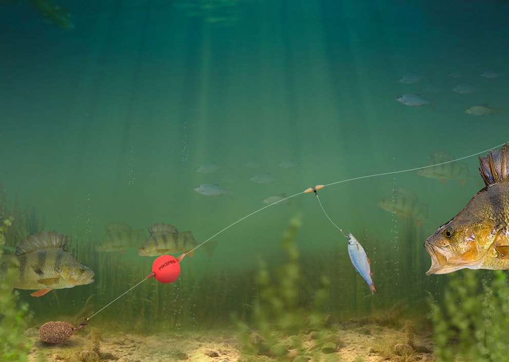 How to tie a sunk float paternoster rig for specimen perch fishing | Angling Times