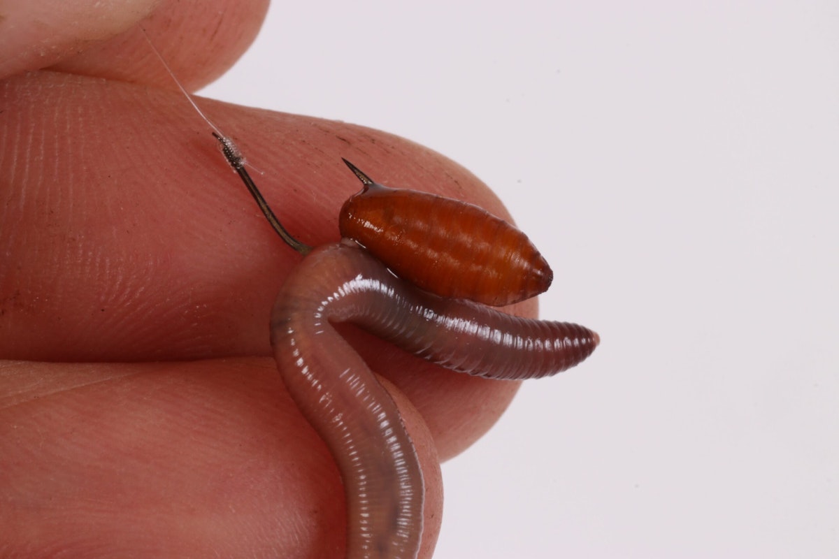 10 of the best tench fishing baits and tips | Paul Garner | Angling Times