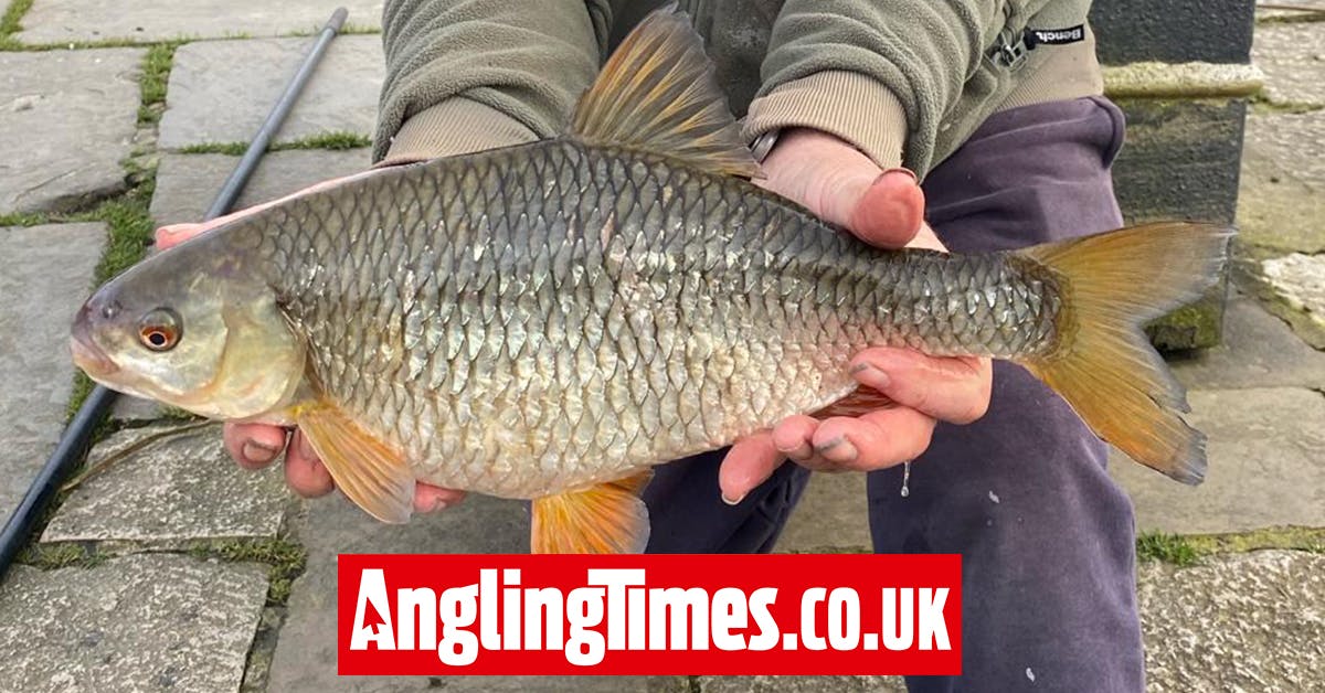 ‘River roach of a lifetime’ landed on penultimate day of the season ...