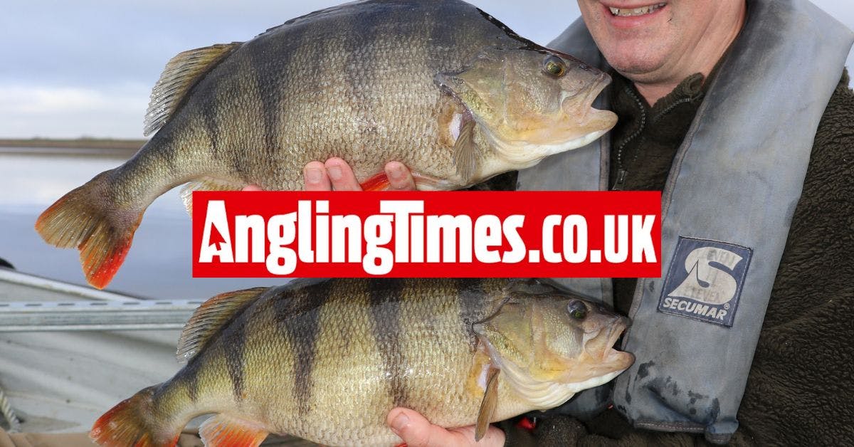 Monumental brace of perch banked | Angling Times