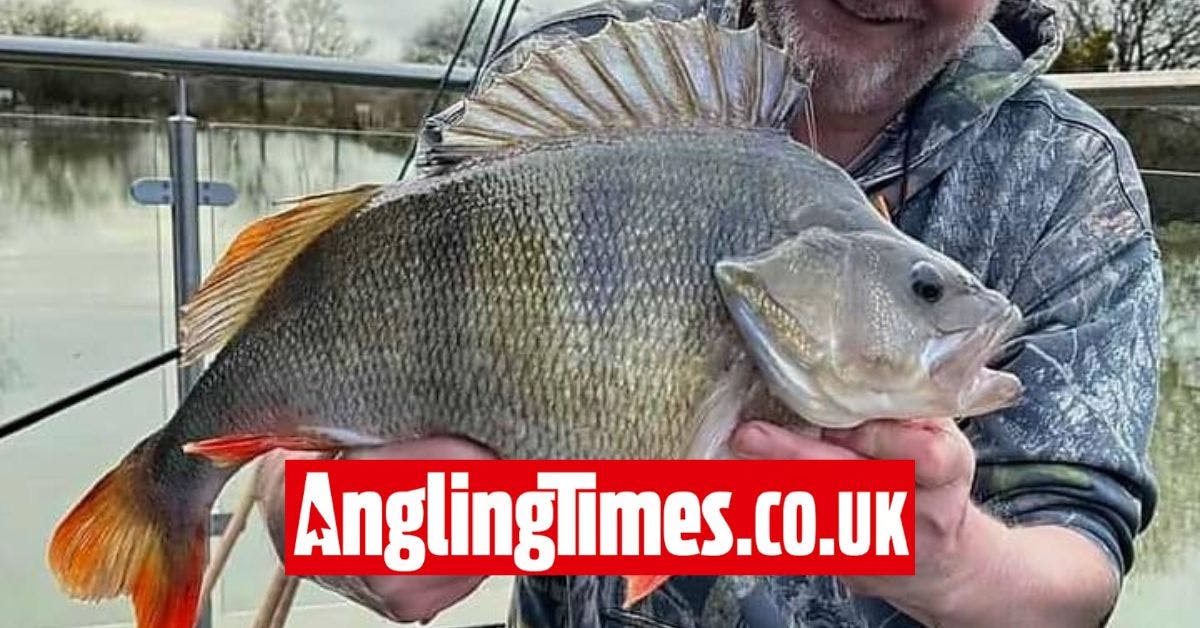 Enormous perch landed during a weekend away | Angling Times