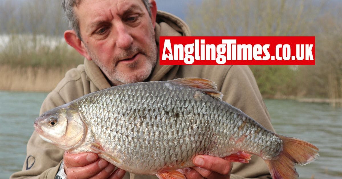 Record-equalling roach banked after run of big fish | Angling Times