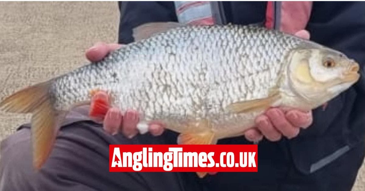 Potential British Record roach landed | Angling Times