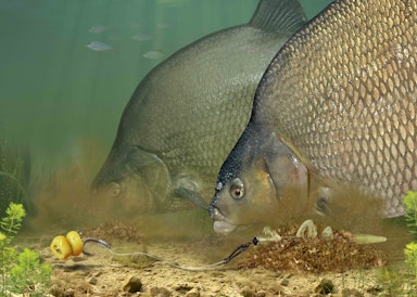 Awesome commercial feeder fishing rigs | Angling Times