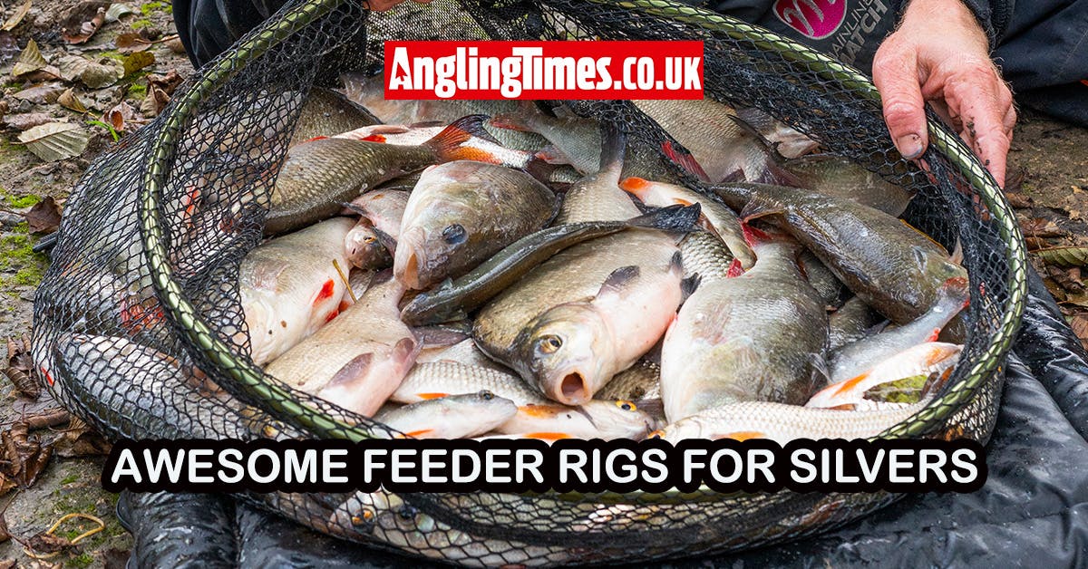 Awesome silverfish feeder rigs | Angling Times