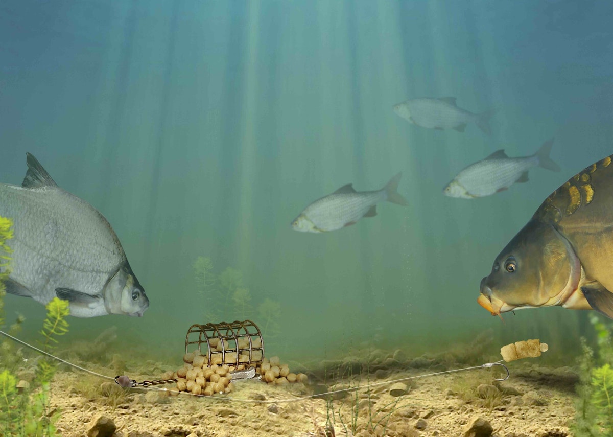 Awesome silverfish feeder rigs | Angling Times