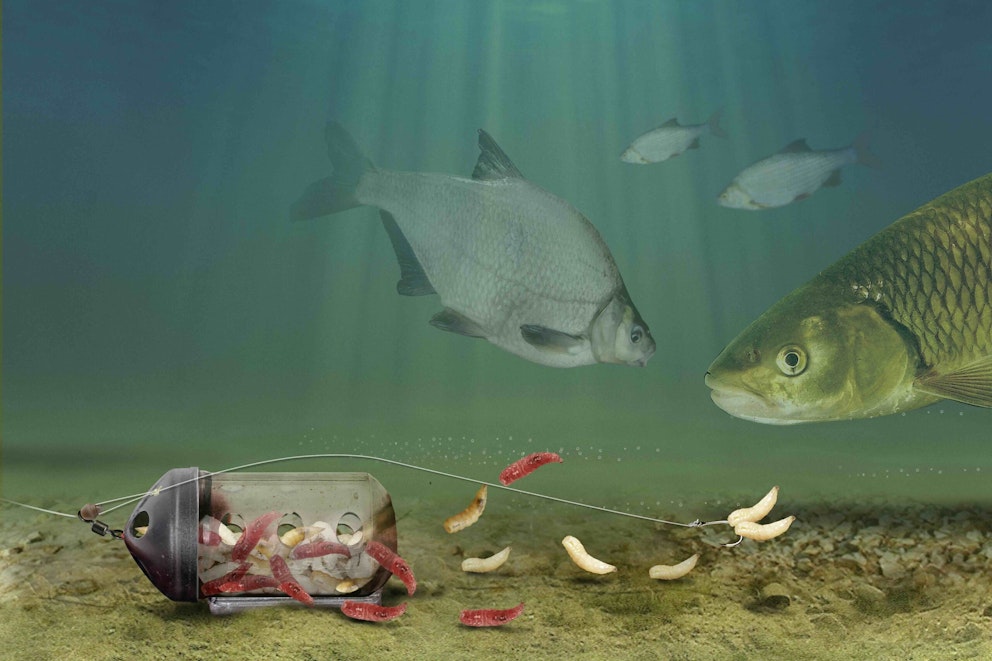 Awesome silverfish feeder rigs | Angling Times