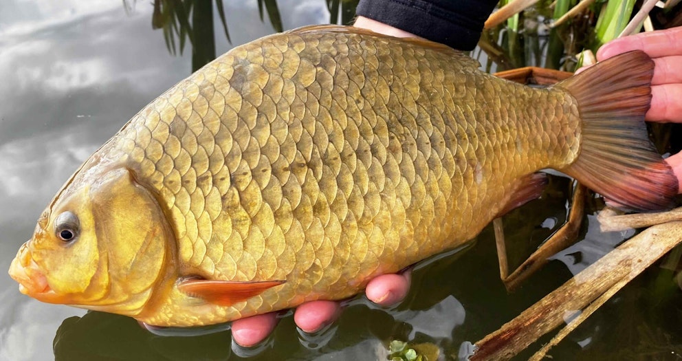 Method feeder for crucian carp | Dan Woolcott | Angling Times