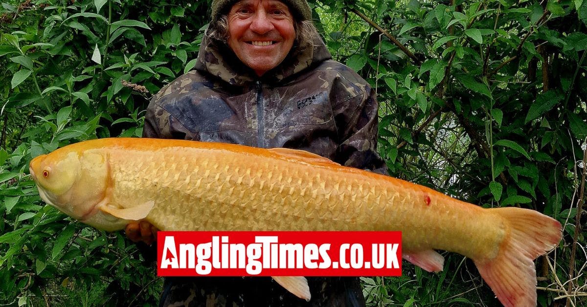 Extraordinary ‘Goldfish’ caught | Angling Times