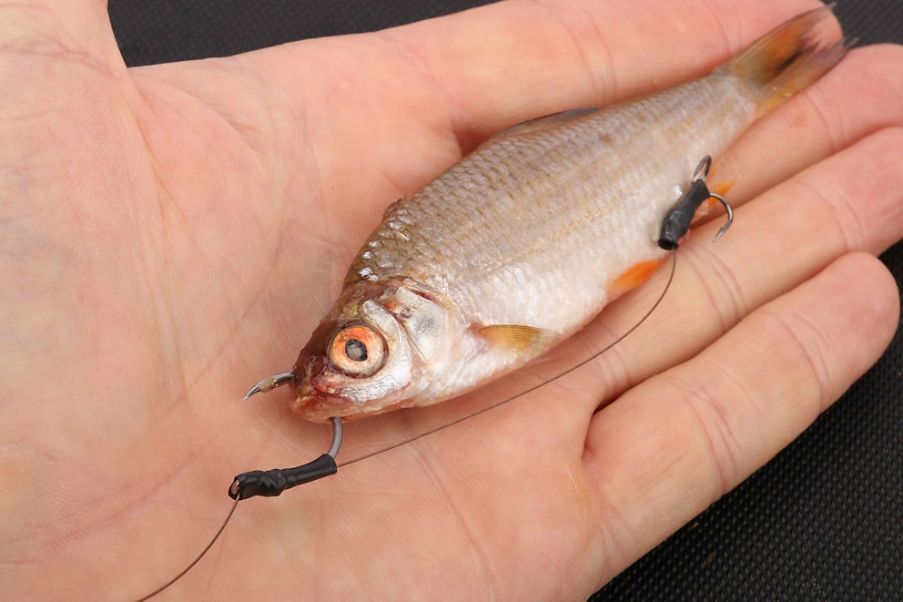 The best baits for early season river fishing | Angling Times