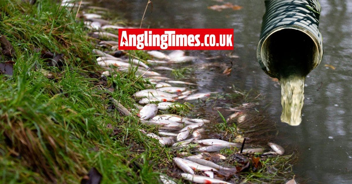 Unprecedented fish kills linked to pollution this year | Angling Times