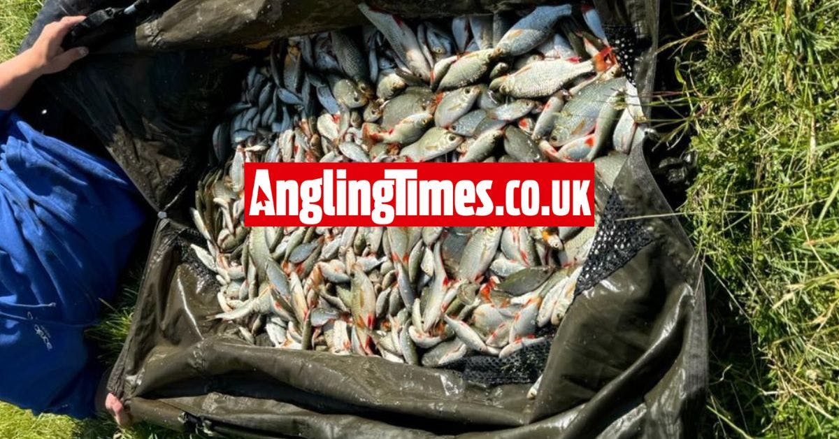 Angler catches 1040 fish in five hours | Angling Times
