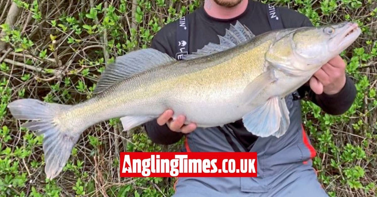 Big zander makes up for the one that got away | Angling Times