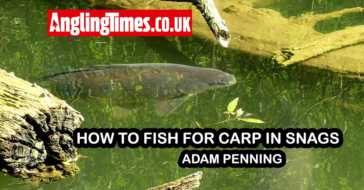 How to fish for carp in snags | Adam Penning | Angling Times