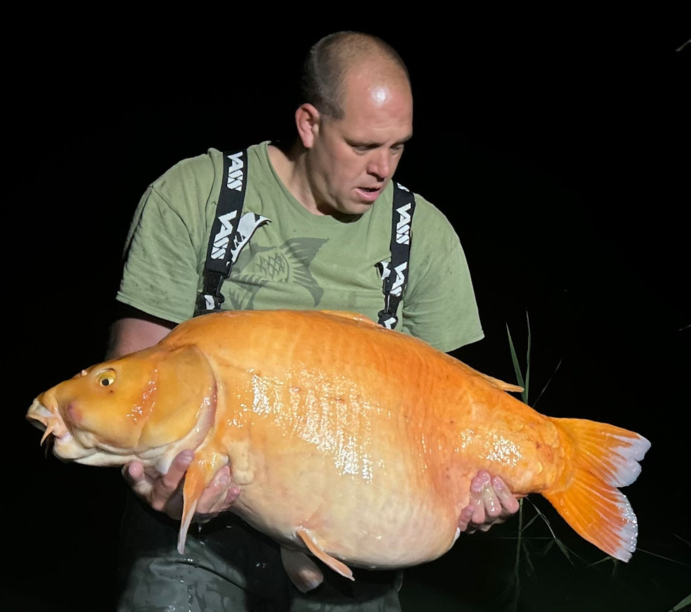 UK angler catches the “World’s Biggest Goldfish” | Angling Times