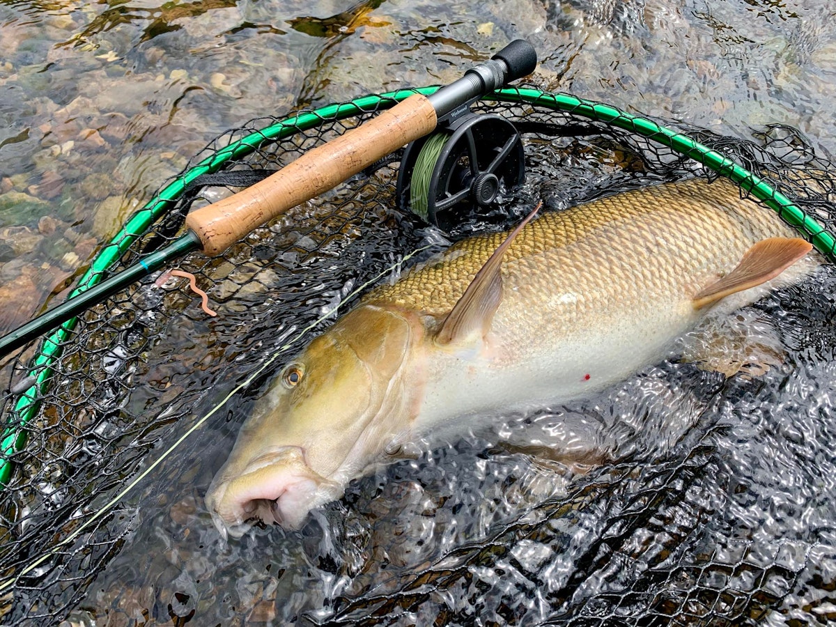 Superb barbel caught fly fishing | Angling Times