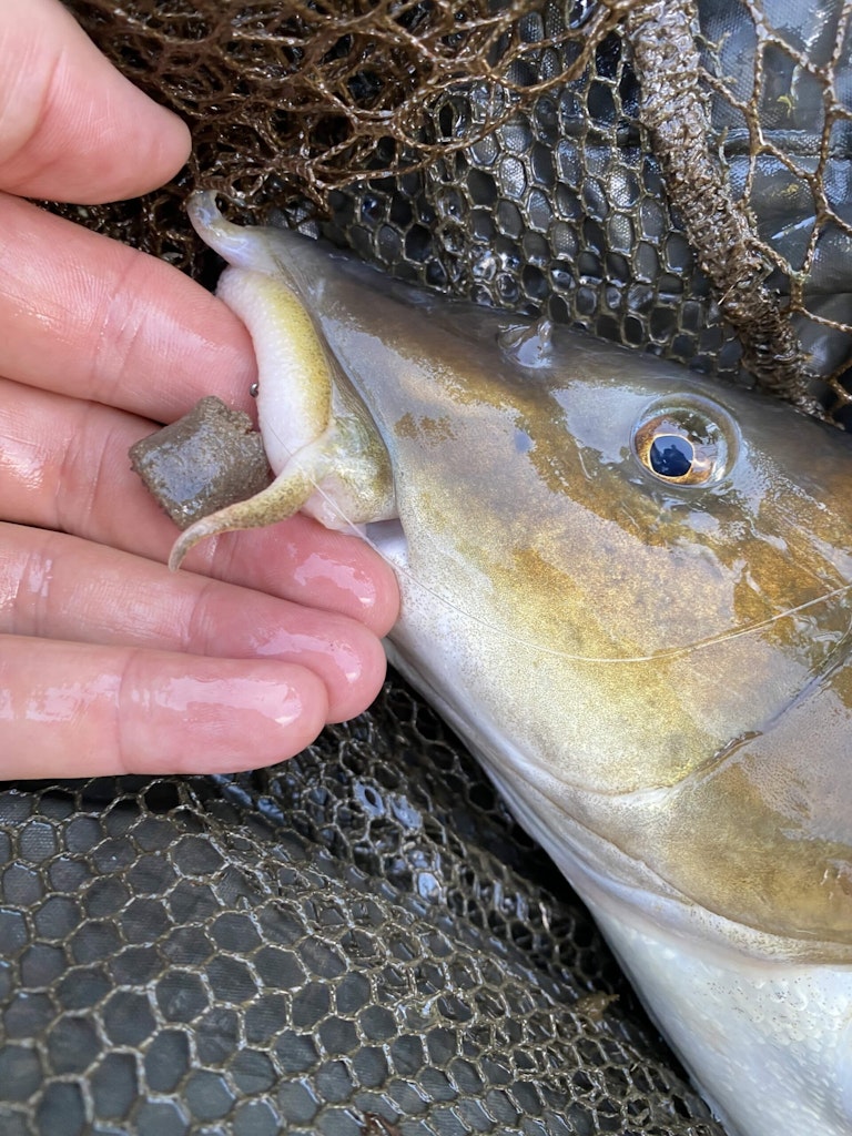 The best baits for barbel fishing | Angling Times