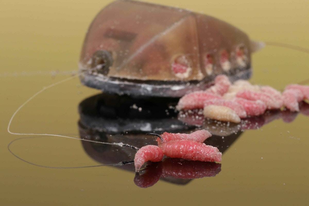 The best baits for summer chub fishing | Angling Times