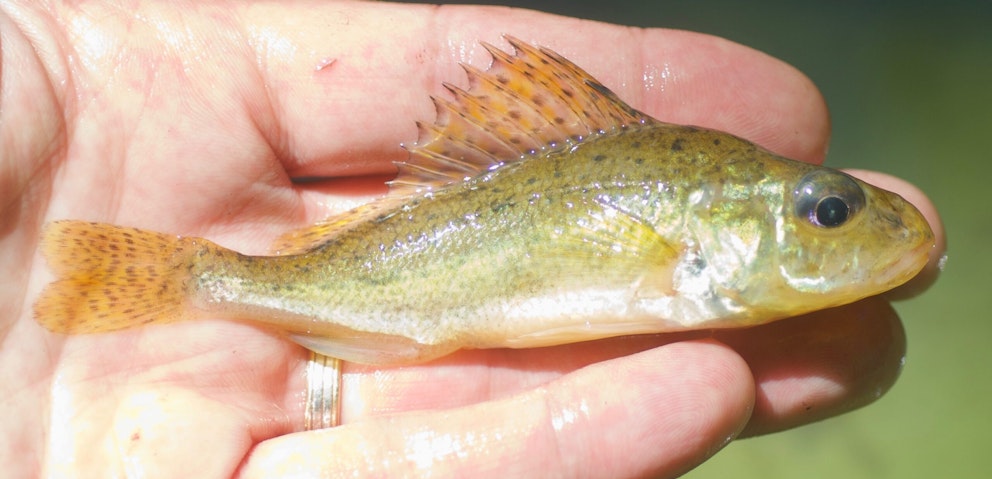 These are the rarest UK fish species you can catch | Angling Times