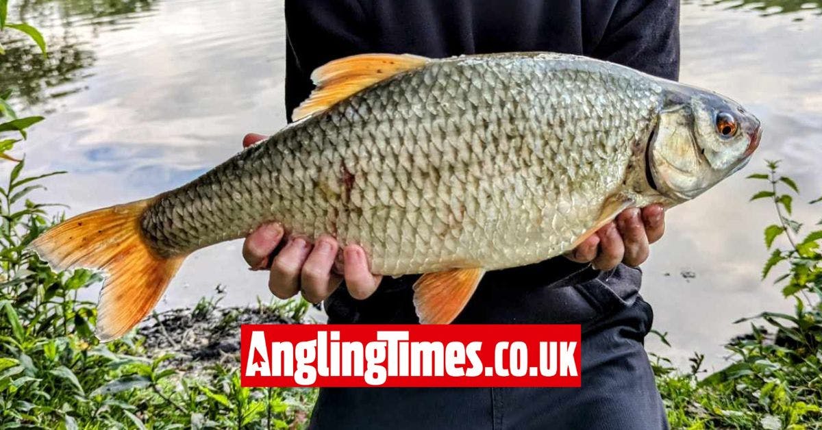 Unconventional tactics result in enormous roach for schoolboy | Angling ...