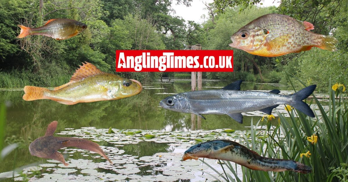 These are the rarest UK fish species you can catch | Angling Times