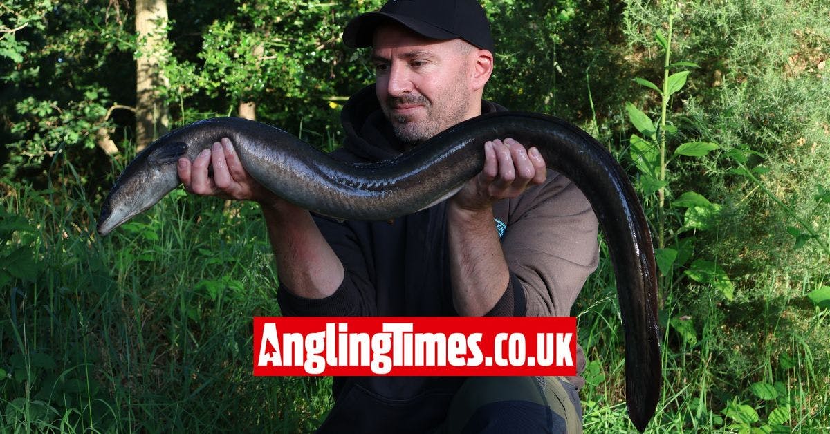 Recast results in huge eel to end run of blanks | Angling Times