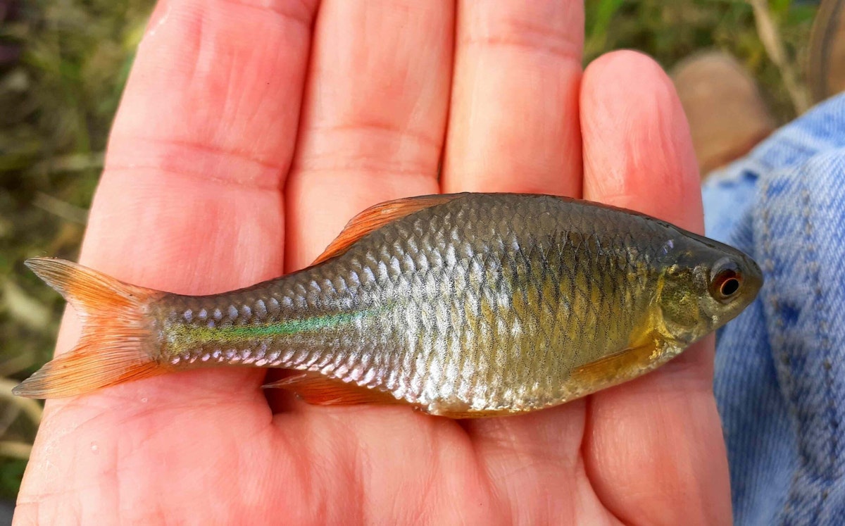 These are the rarest UK fish species you can catch | Angling Times