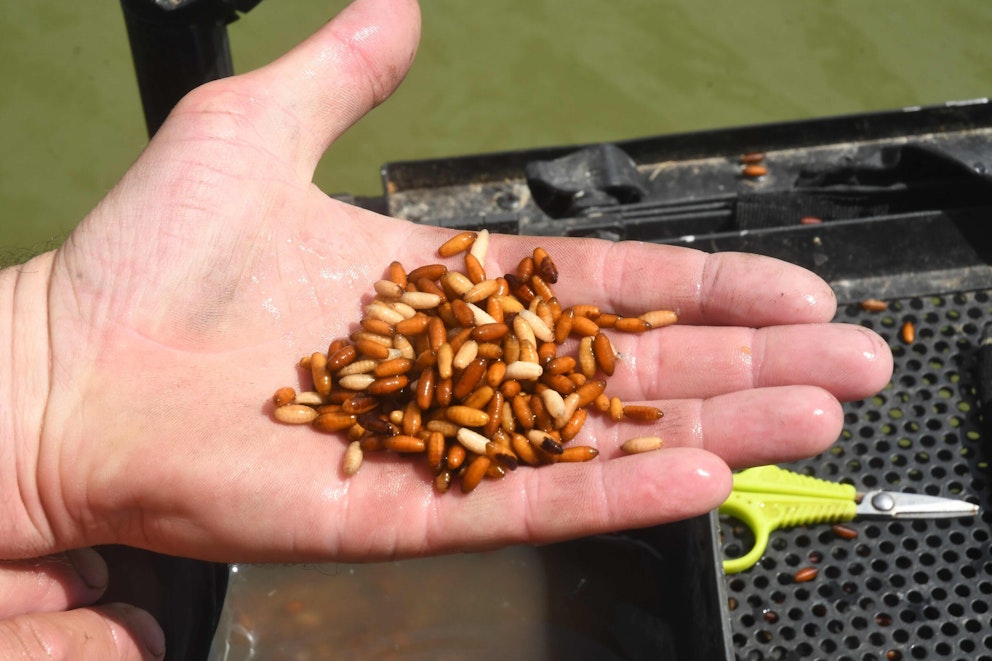 Catch more silverfish to win more matches